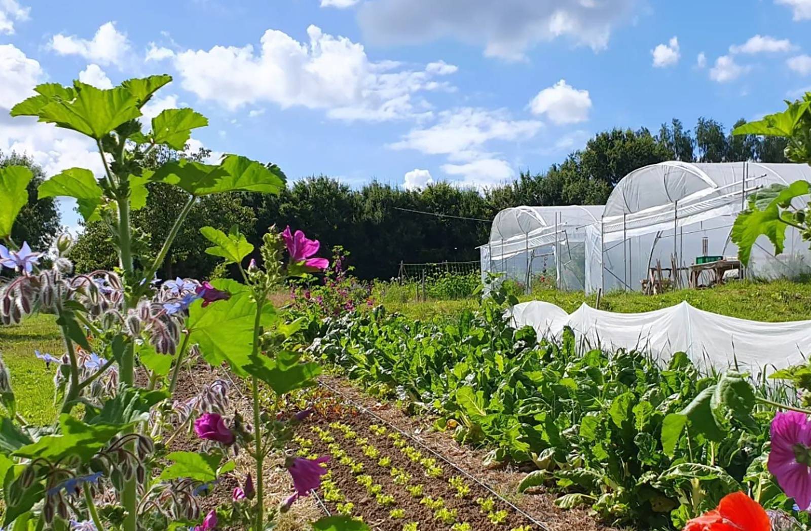Apprenez à cultiver votre jardin potager avec un maraîcher